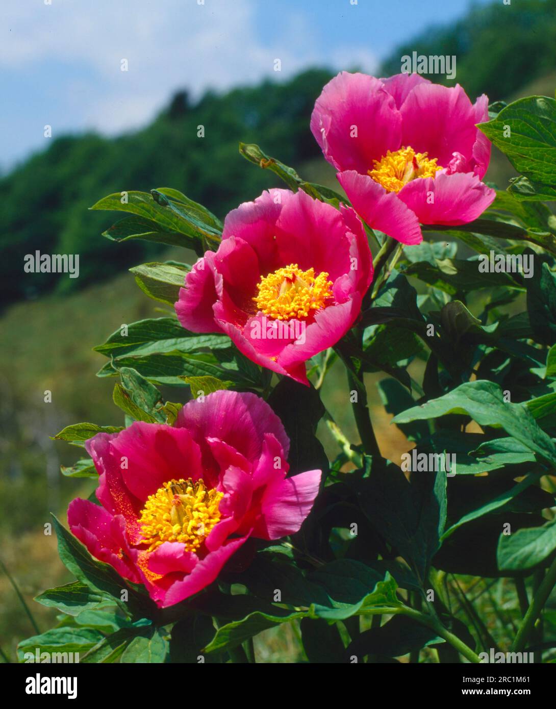 Peony, european peony (Paeonia officinalis), Benedictine Rose Stock ...