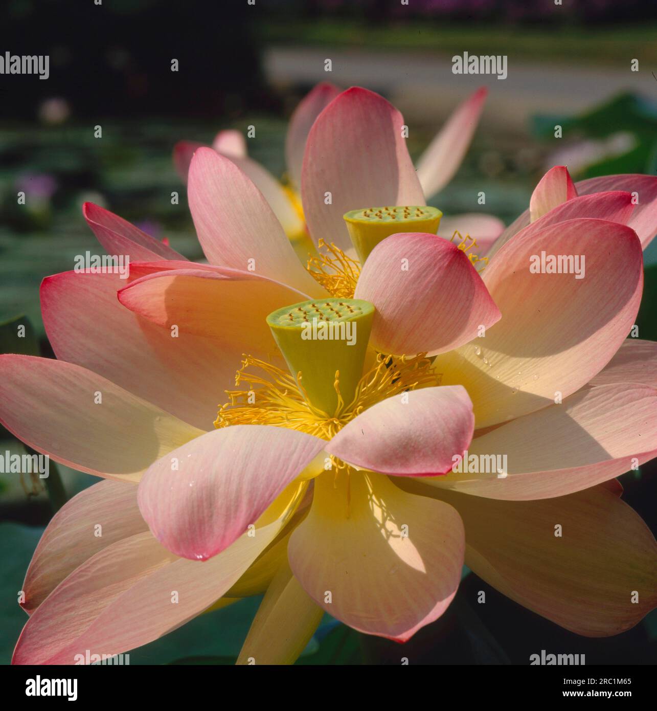 Indian lotus (Nelumbo nucifera), Indian lotus, lotus Stock Photo - Alamy