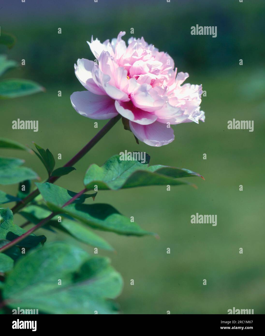 Peony, european peony (Paeonia officinalis Stock Photo - Alamy