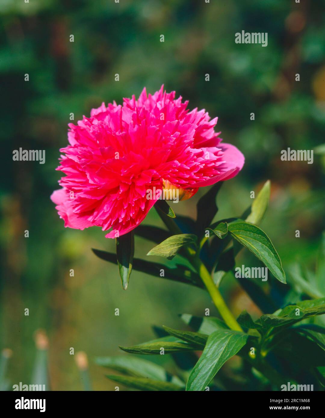 Peony, european peony (Paeonia officinalis), Benedictine Rose, True ...