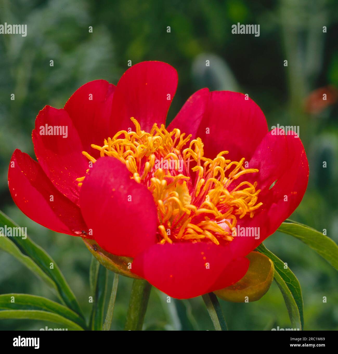 Peony, european peony (Paeonia officinalis), Benedictine Rose, True ...