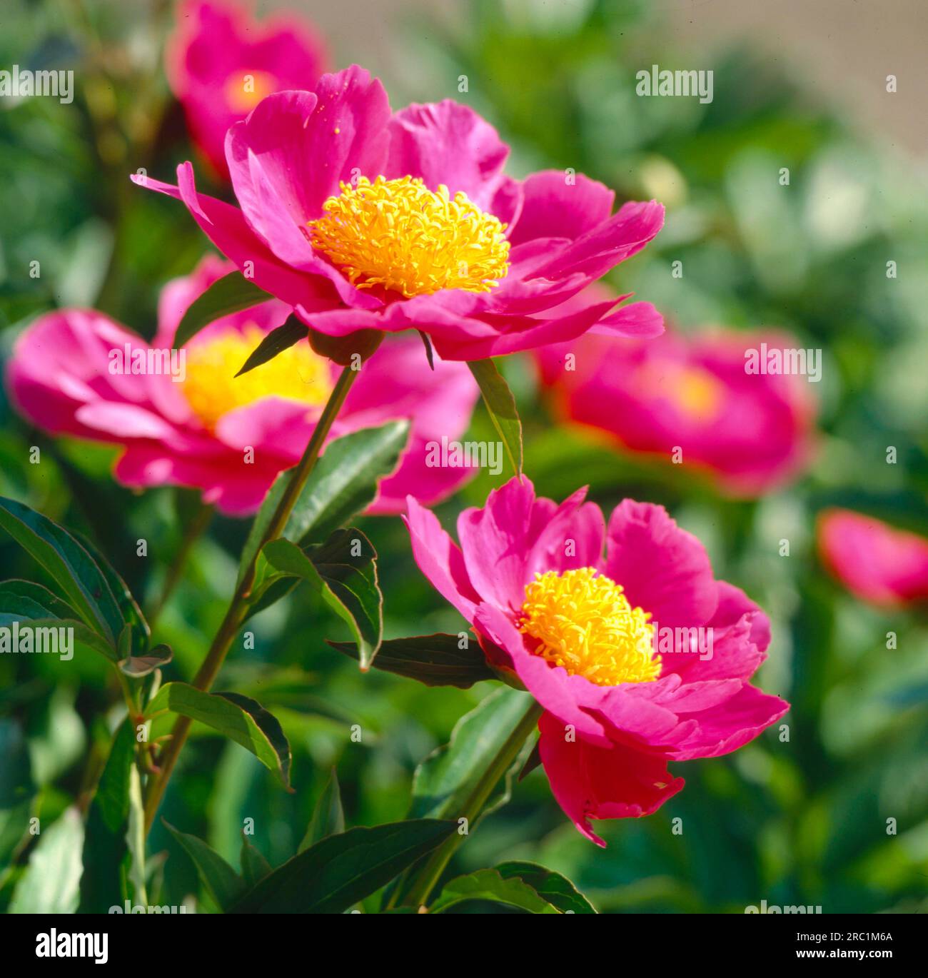 Peony, european peony (Paeonia officinalis Stock Photo - Alamy