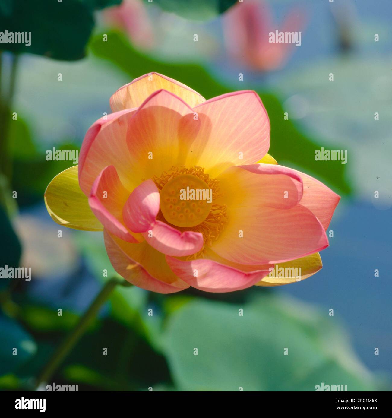 Indian lotus (Nelumbo nucifera), Indian lotus, lotus Stock Photo - Alamy