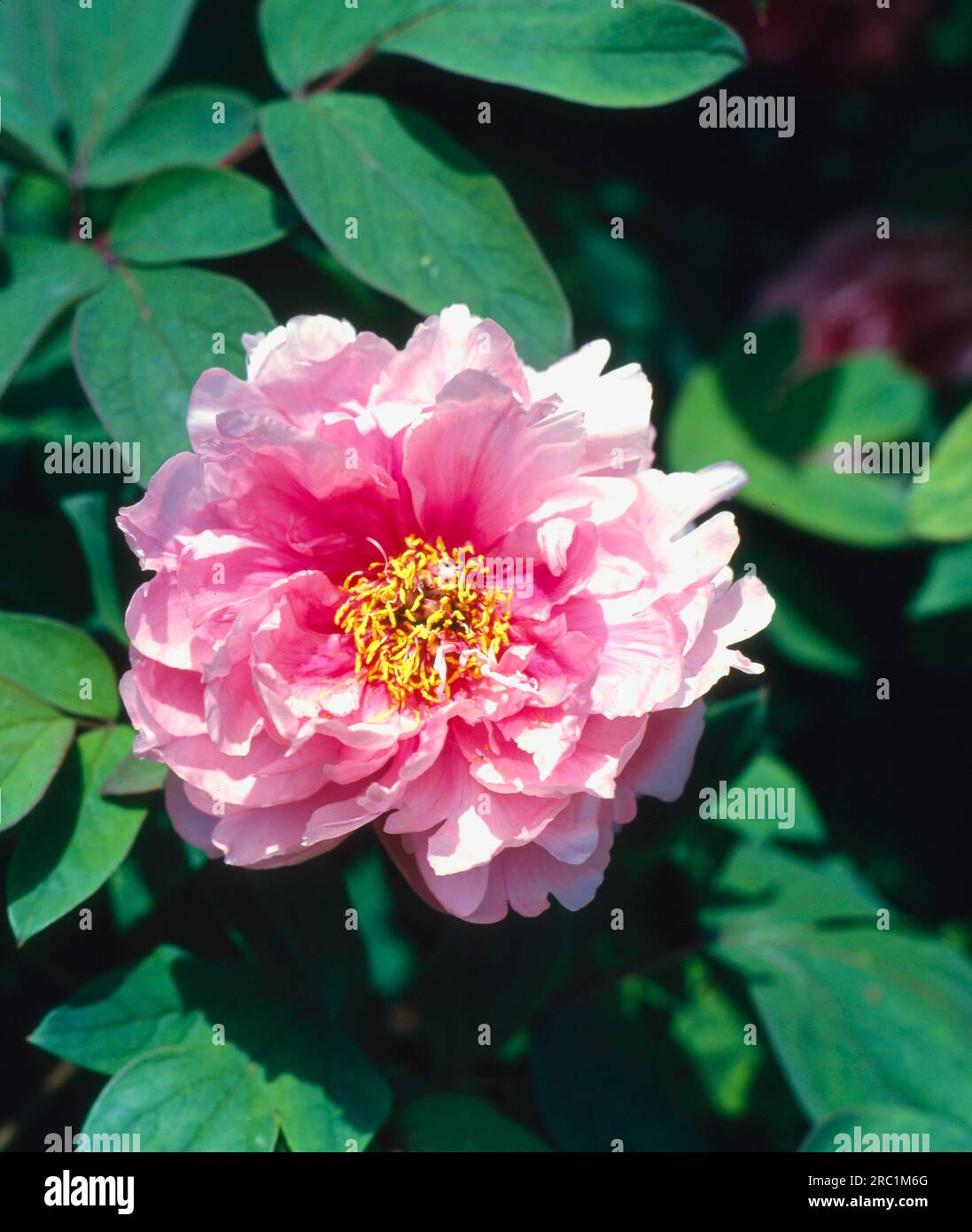 Peony, european peony (Paeonia officinalis Stock Photo - Alamy