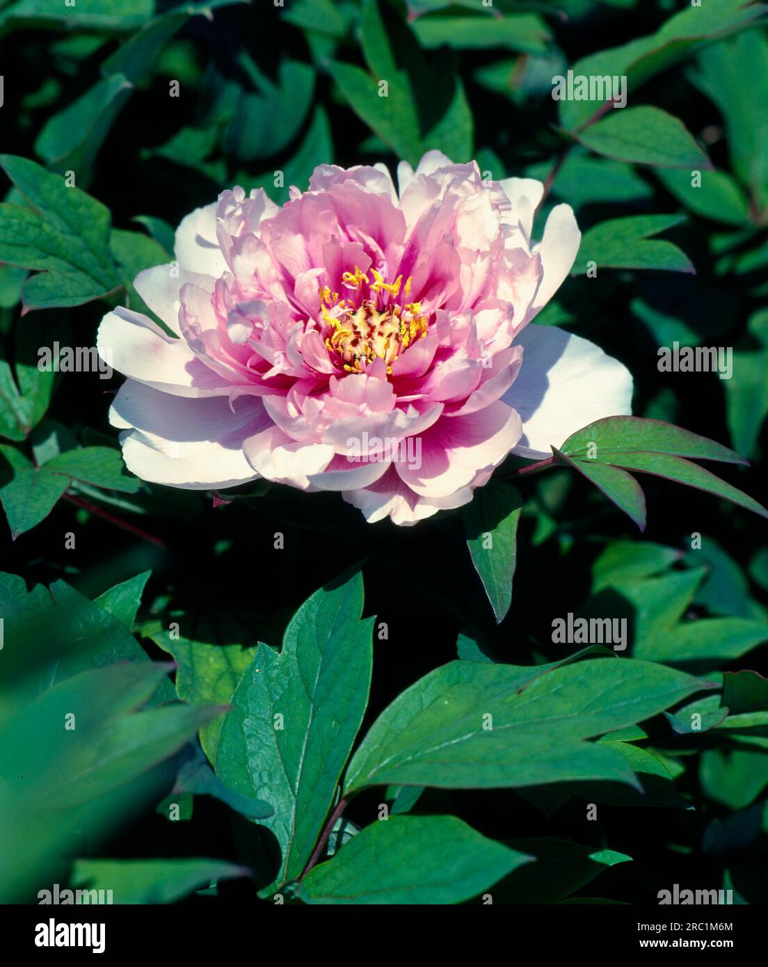 Peony, european peony (Paeonia officinalis Stock Photo - Alamy