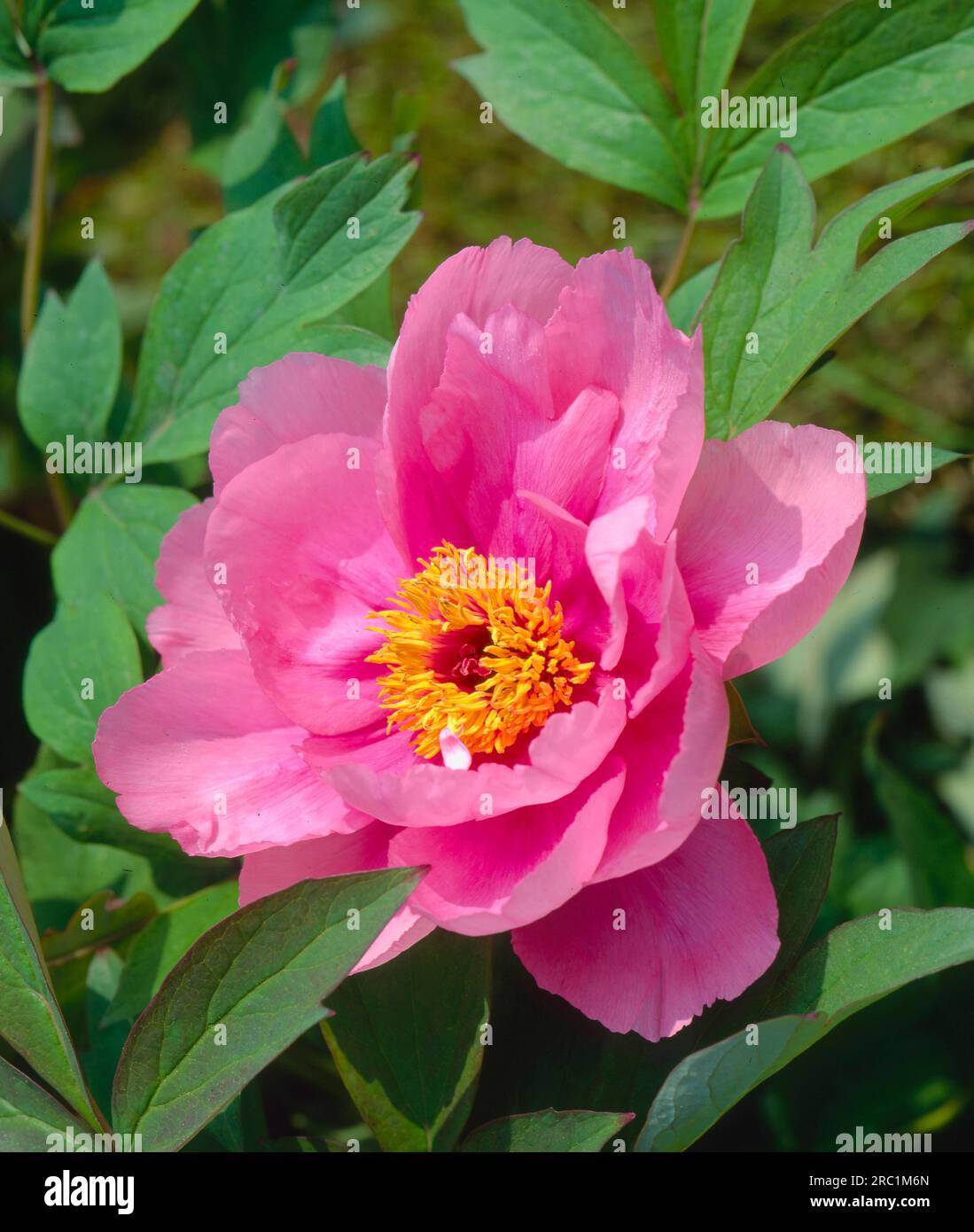 Peony, european peony (Paeonia officinalis Stock Photo - Alamy