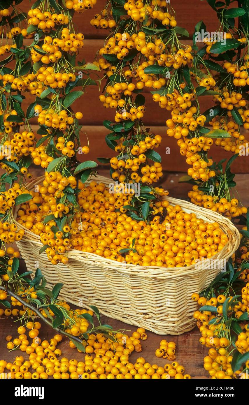 Firethorn, yellow scarlet firethorn (Pyracantha coccinea Stock Photo ...