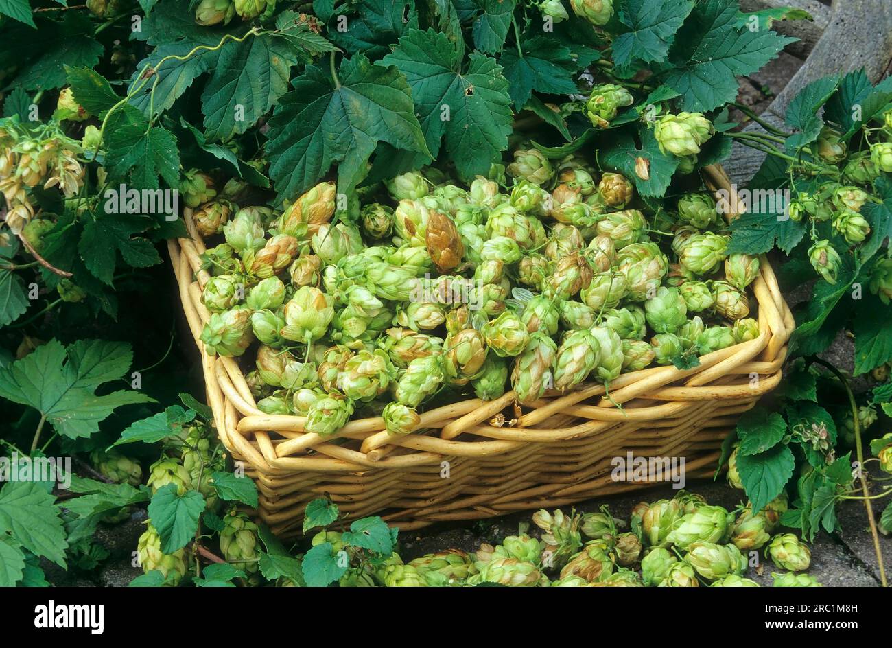 Common hop (Humulus lupulus Stock Photo - Alamy