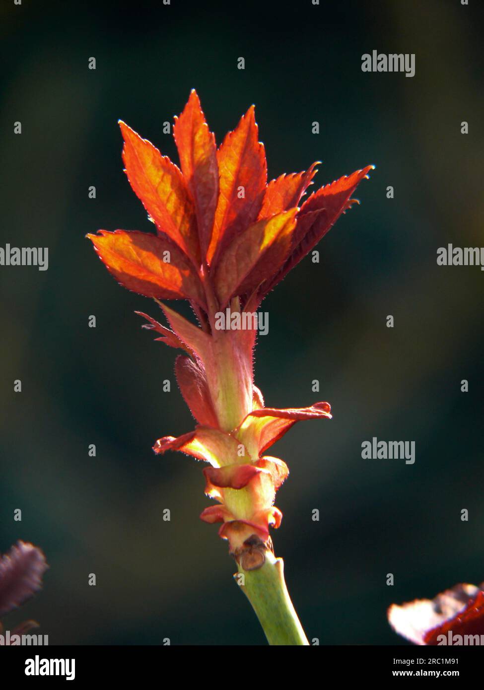 Budding flower shoot hi-res stock photography and images - Alamy