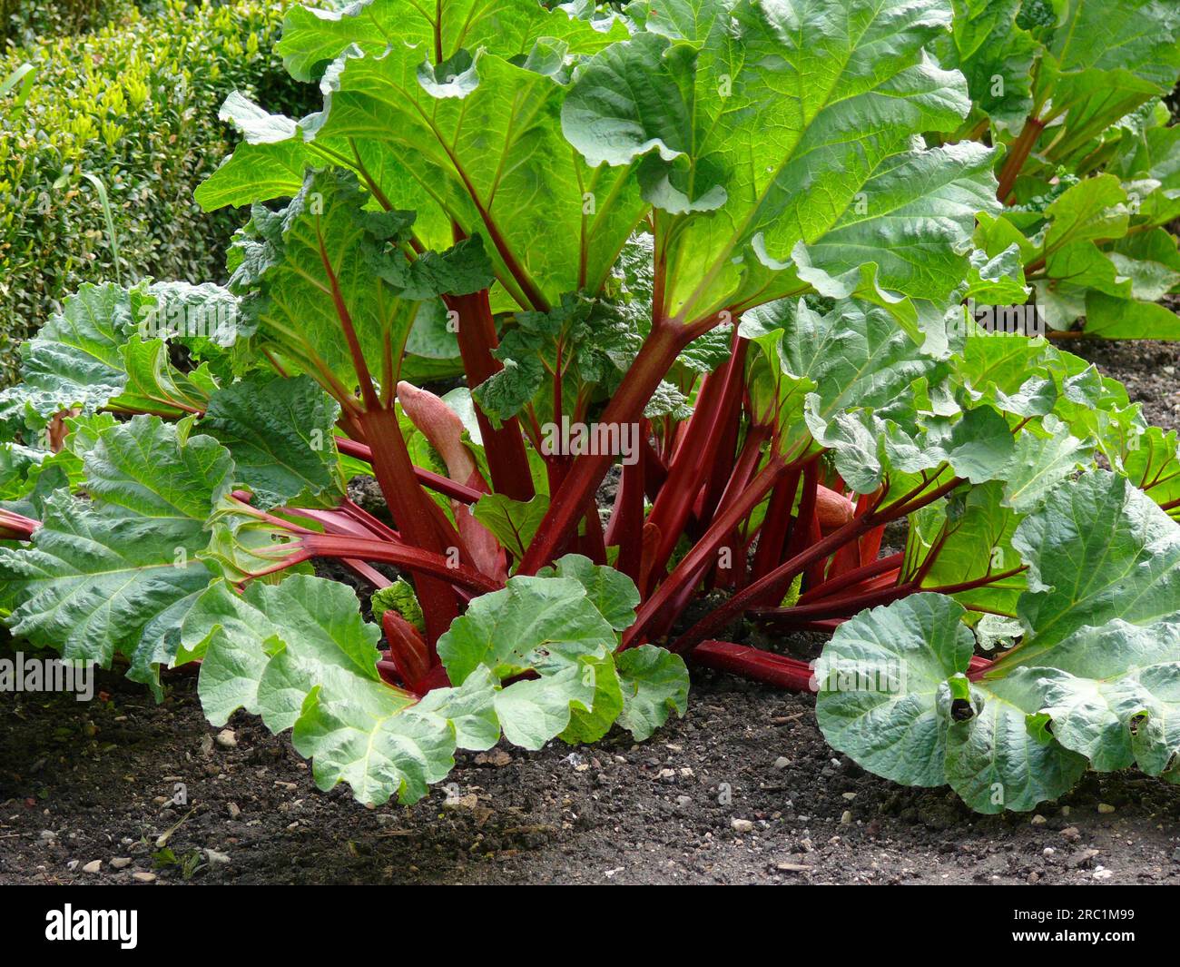 Common rhubarb (Rheum rhabarbarum), Rhubarb Stock Photo - Alamy