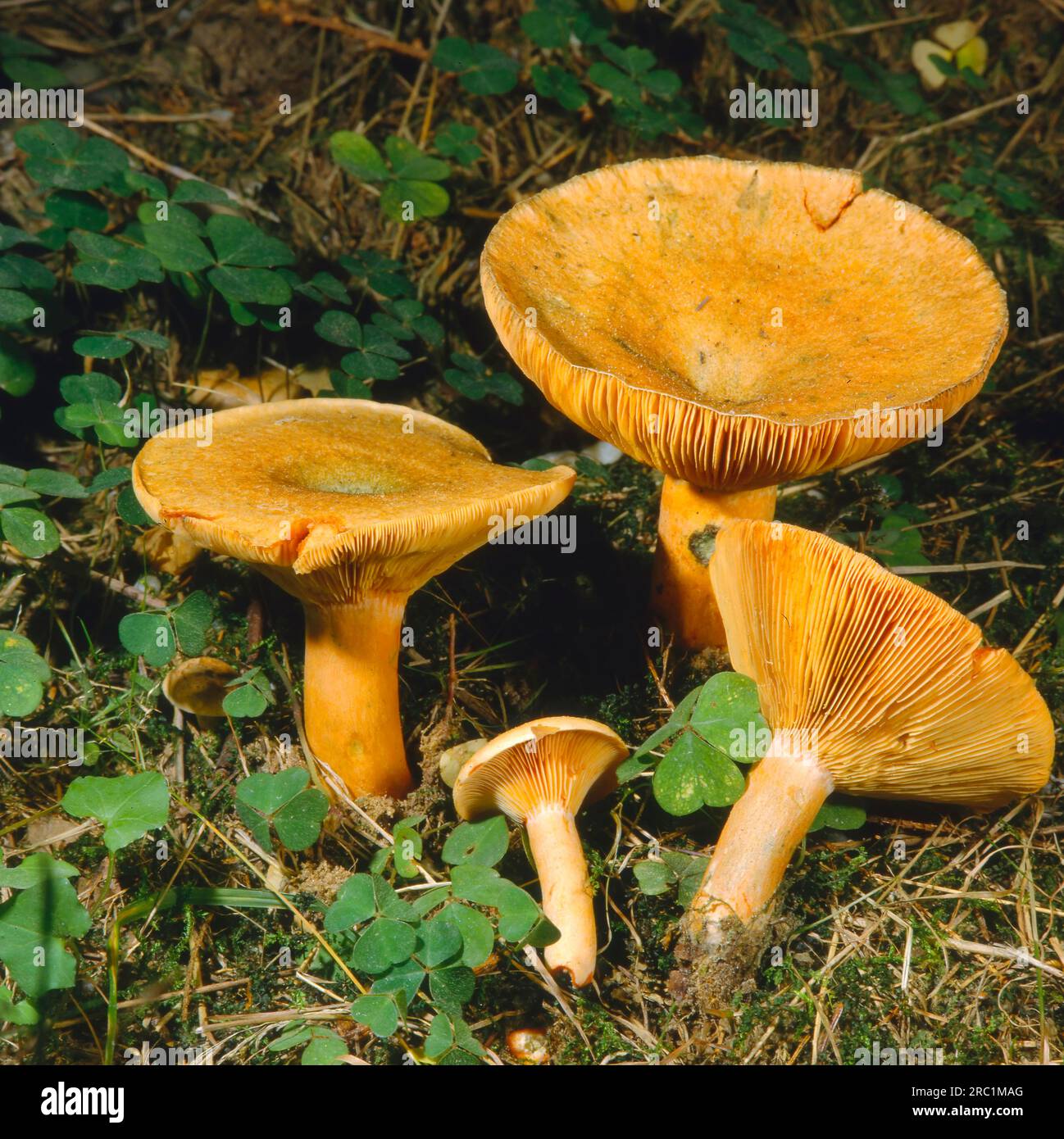 Spruce crucifer, false saffron milk-cap (Lactarius deterrimus Stock ...