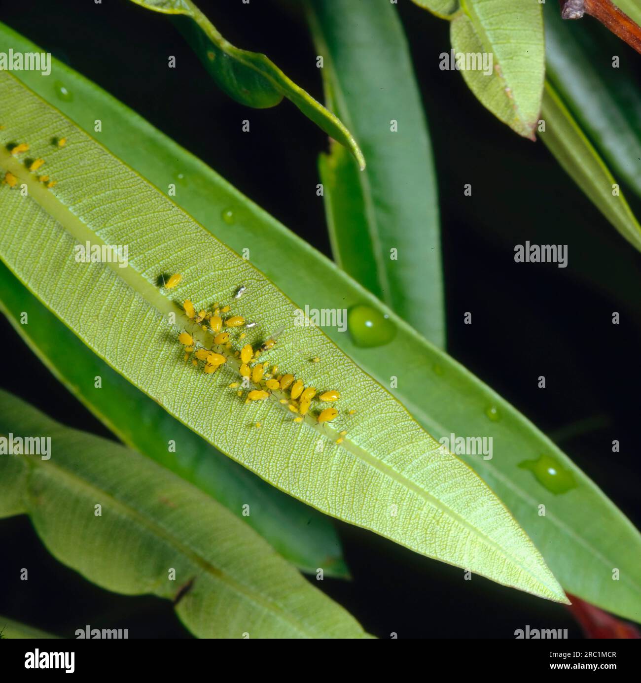 Aphids on oleander (Nerium oleander), oleander, oleander Stock Photo ...