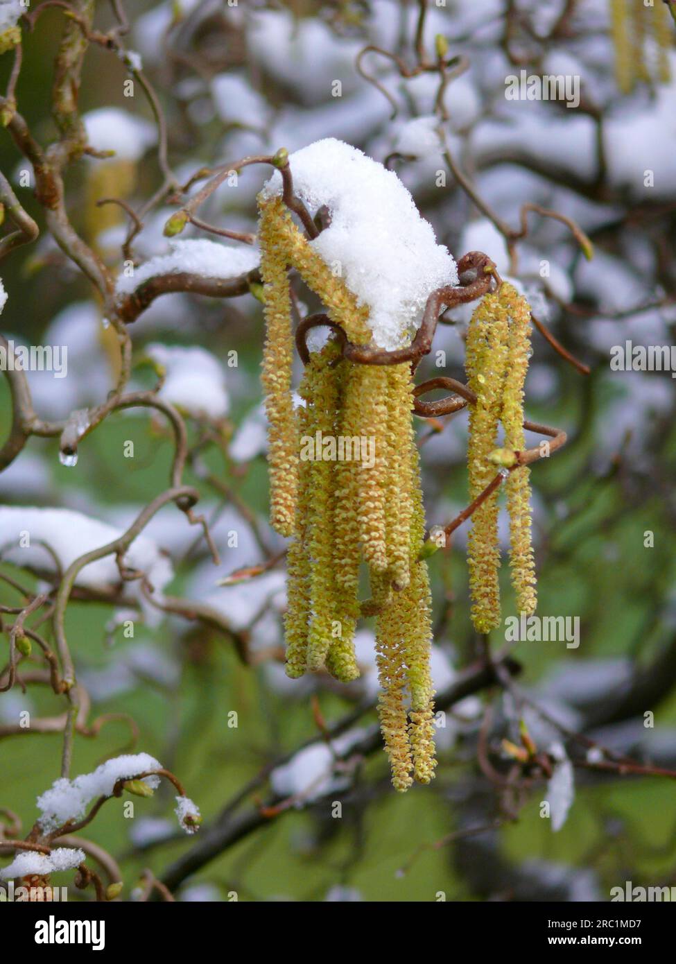 Common hazel (Corylus avellana), hazel bush Hazel bush in the snow ...