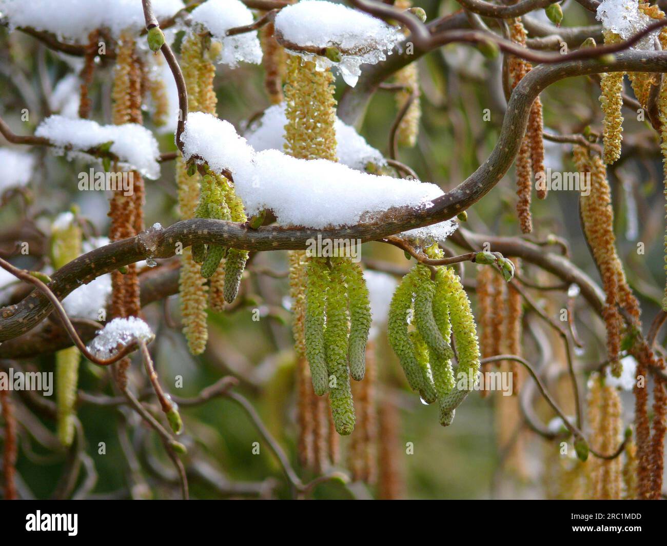 Common hazel (Corylus avellana), hazel bush Hazel bush in the snow ...
