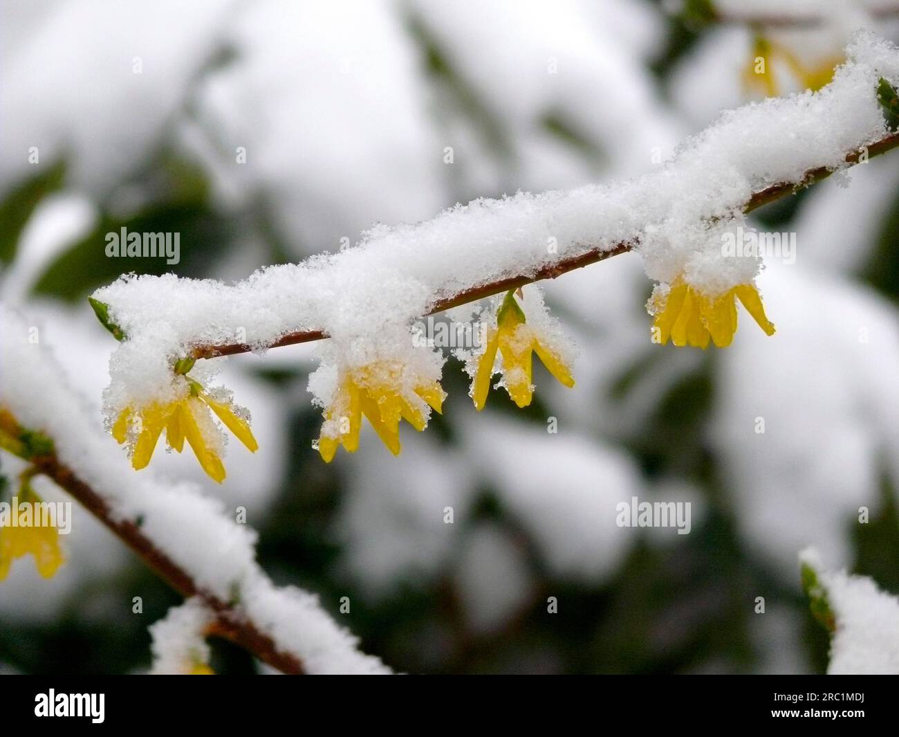 Forsithia flower with snow Stock Photo - Alamy