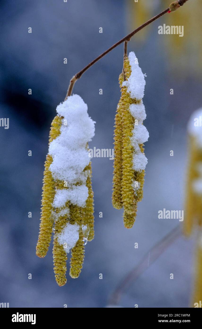 Common hazel (Corylus avellana), hazel bush, common hazel Stock Photo ...