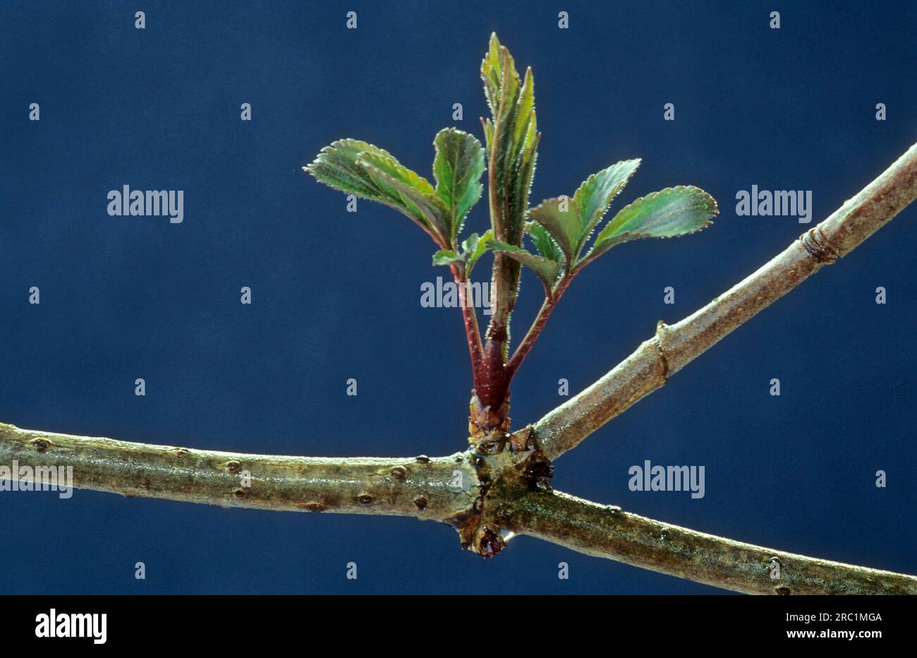 Leaf unfolding hi-res stock photography and images - Alamy