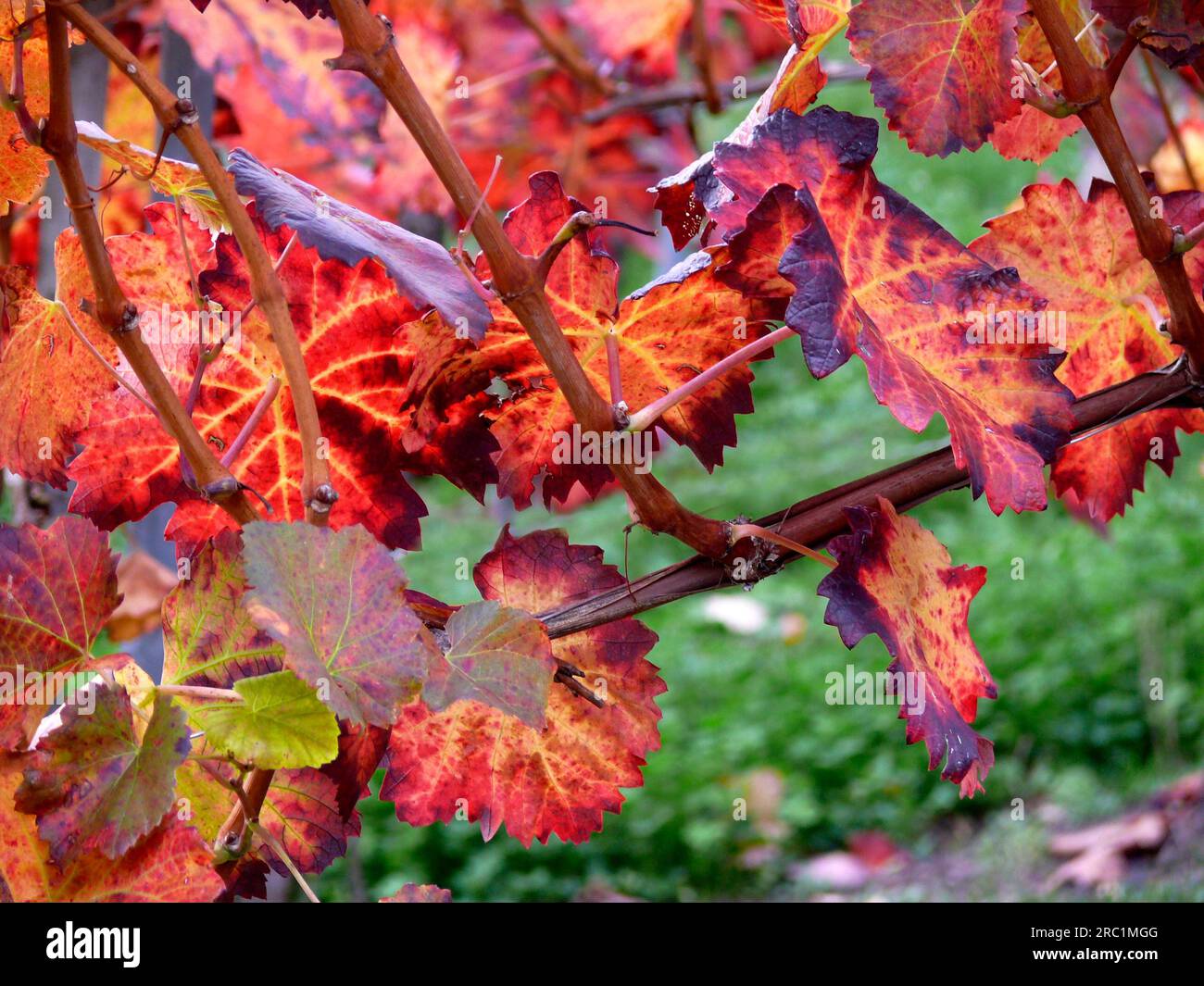 Colourful grape leaves in autumn, Golden October, grape vine (Vitis ...