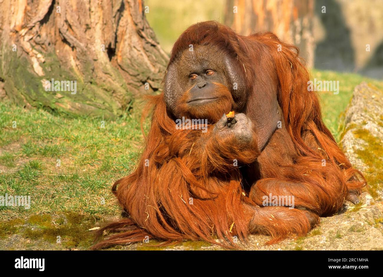 Orangutan (Pongo) male, orangutan Zoo Berlin Stock Photo - Alamy
