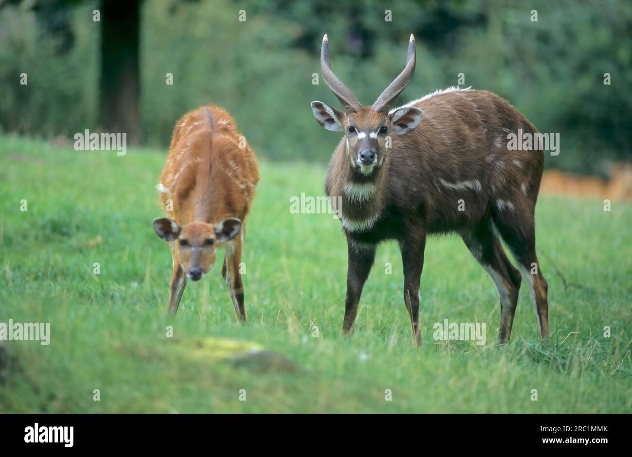 African forest buck, sitatunga (Tragelaphus spekii), sitatunga, water ...