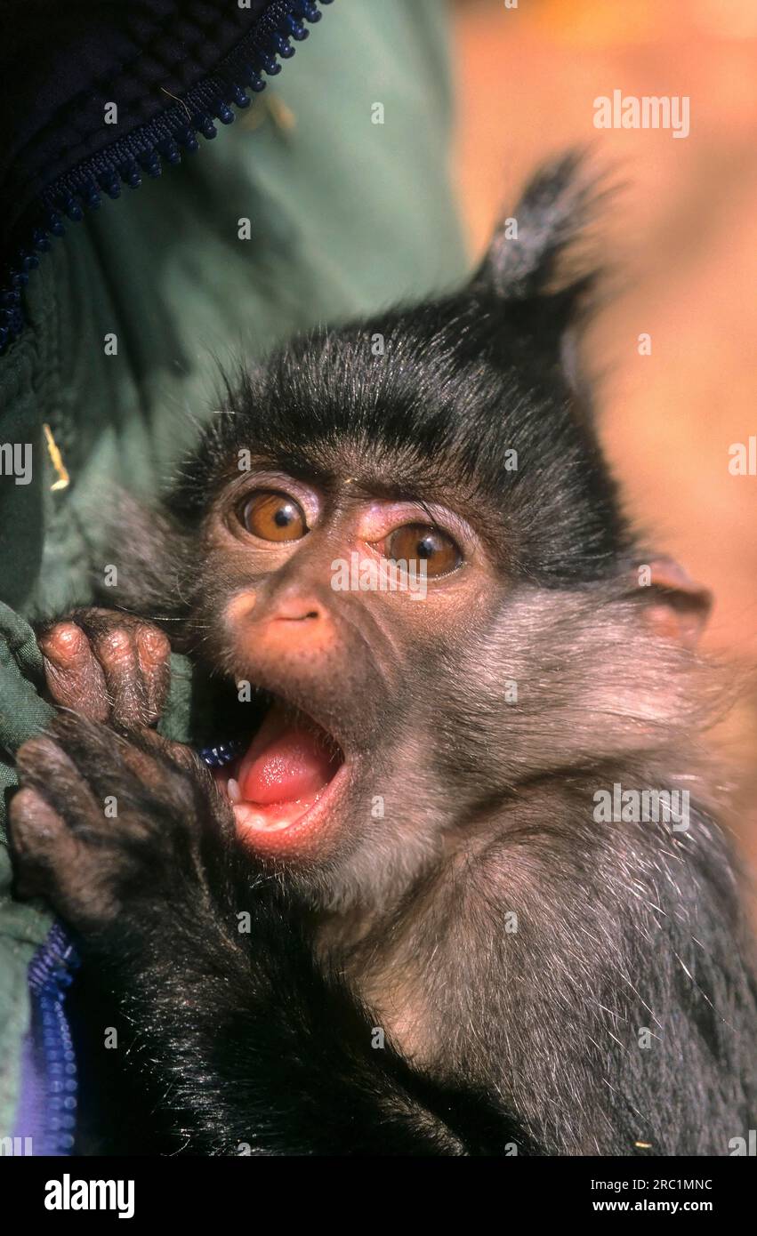 Black Crested Mangabey