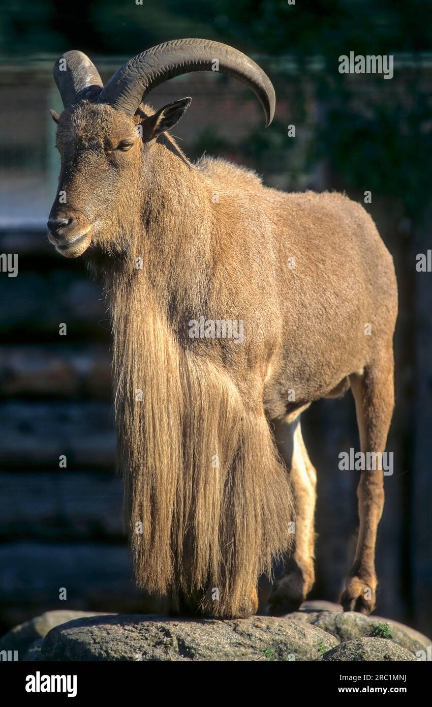 Barbary sheep (Ammotragus lervia), Barbary sheep, Aoudad, Zoo Gettorf ...