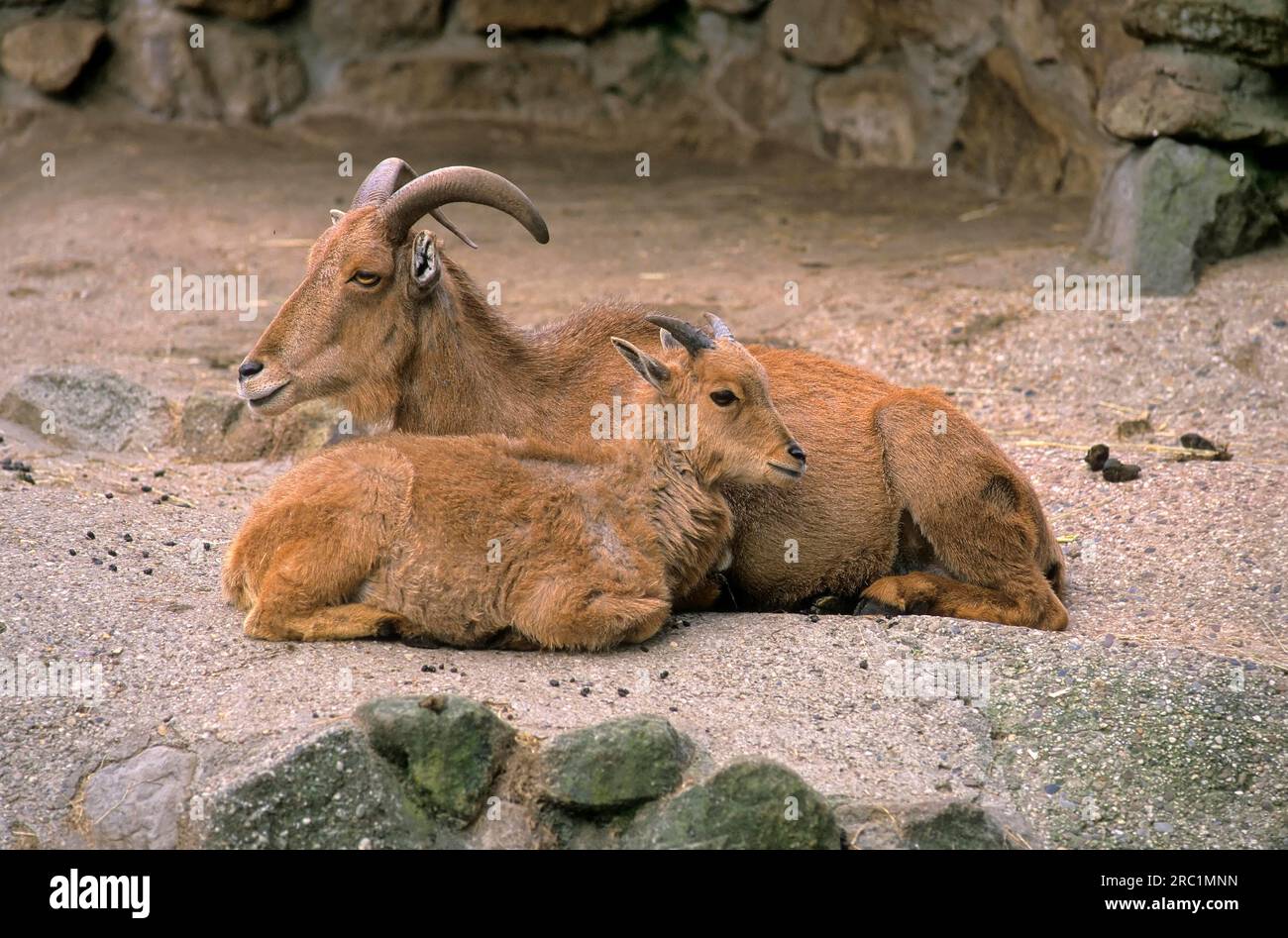 Barbary sheep zoo hi-res stock photography and images - Alamy