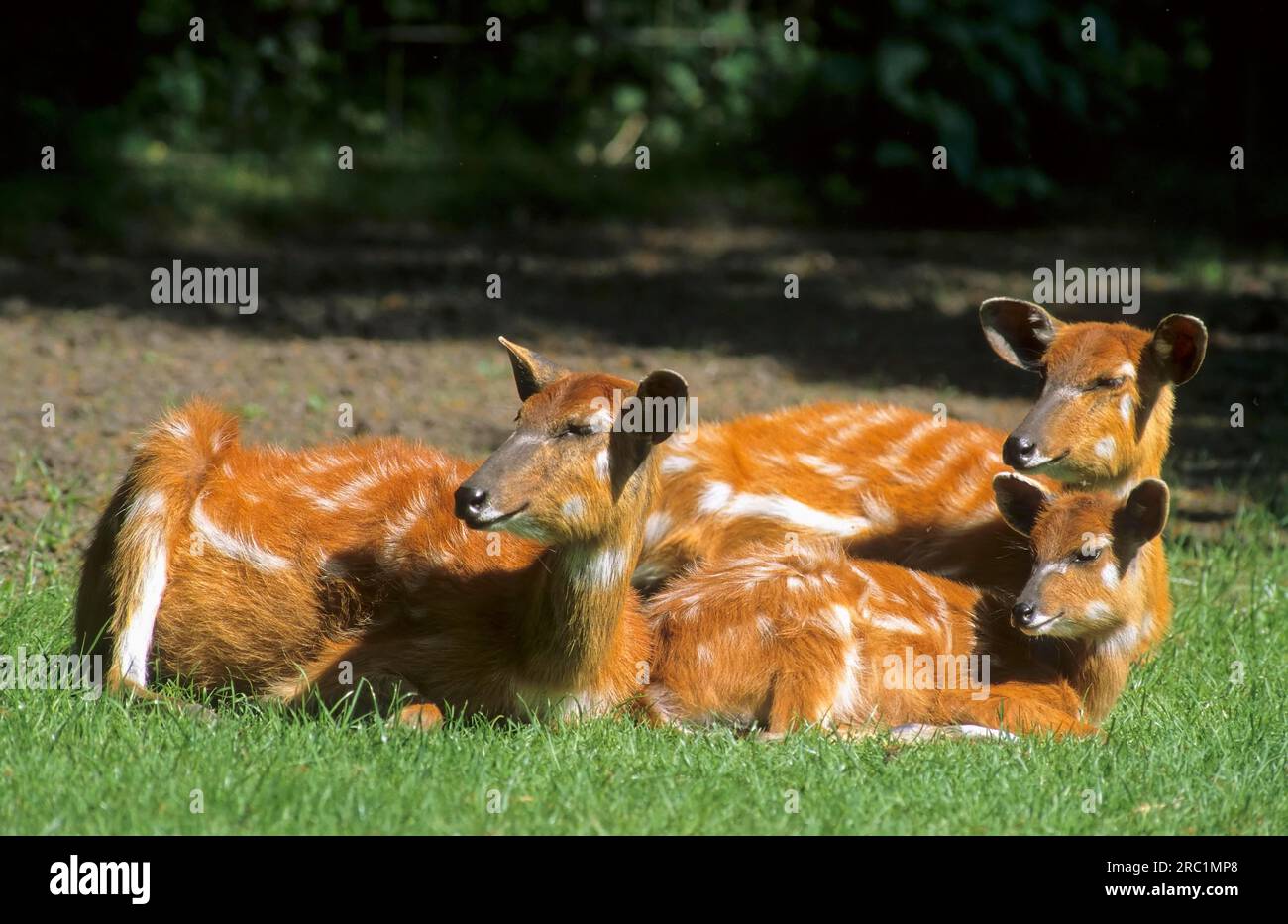 African forest buck, sitatunga (Tragelaphus spekii), sitatunga, water ...