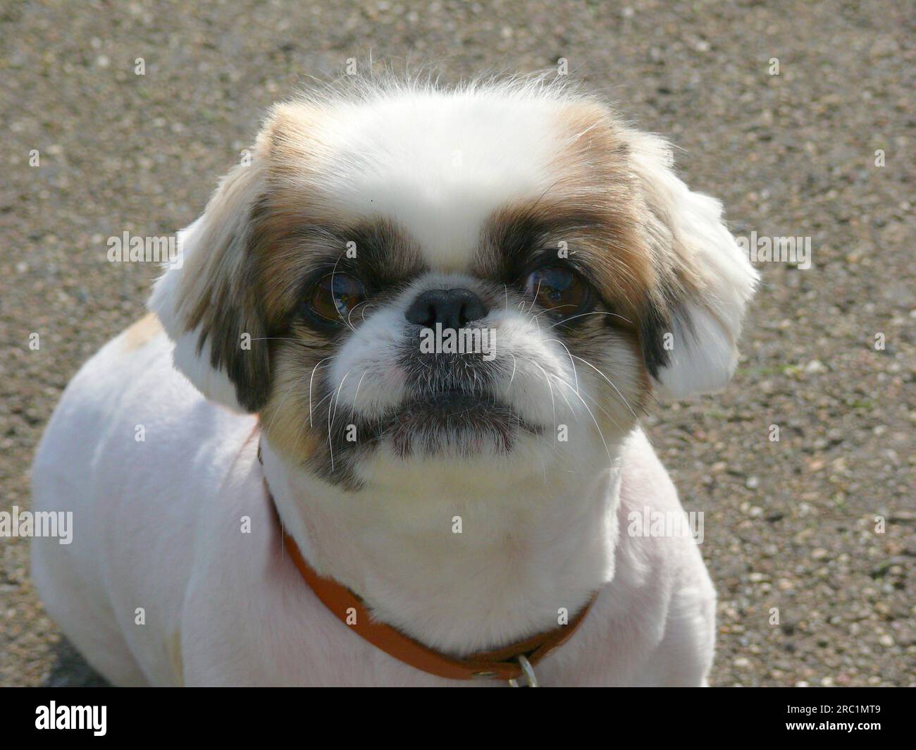 Chinese Mastiff Lion