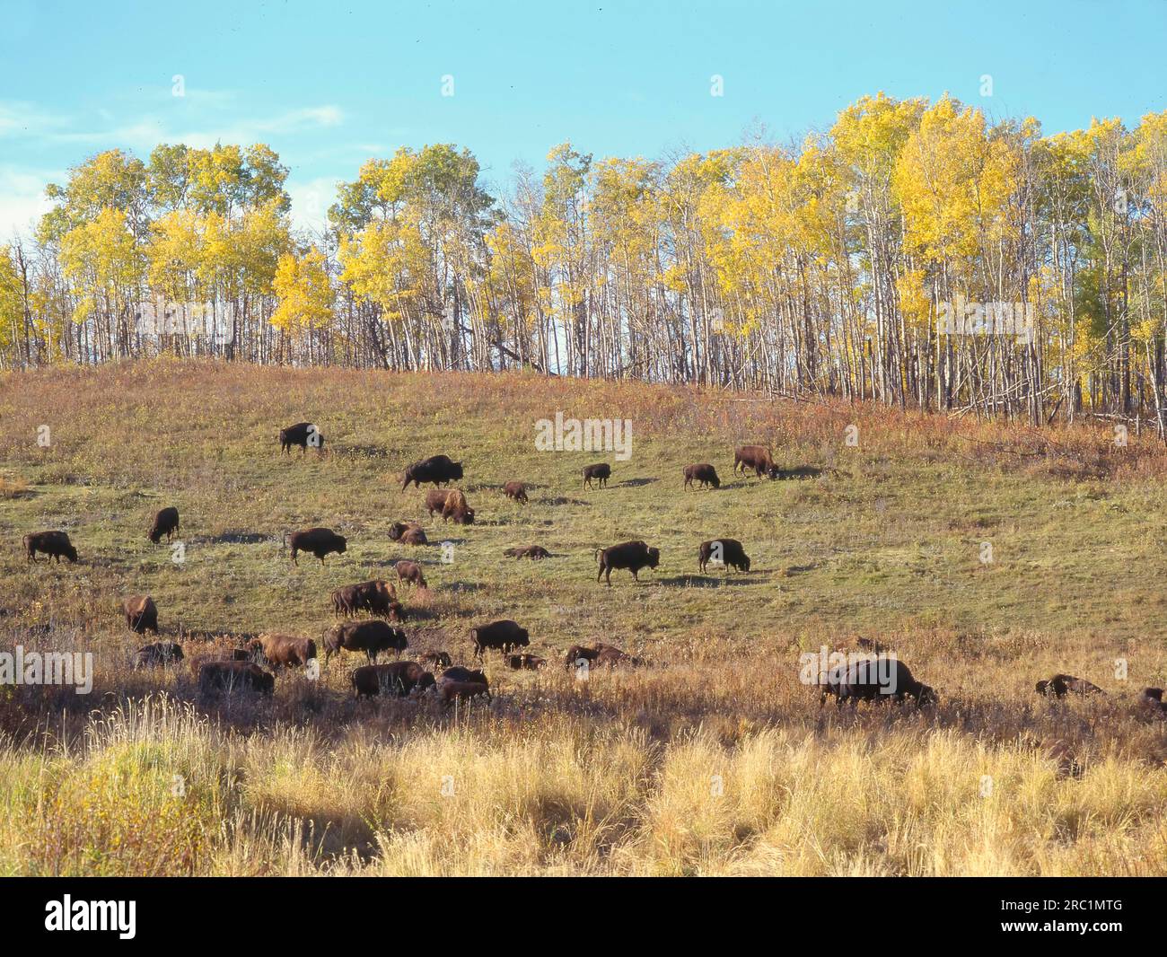 Bison herd, American bison (Bison bison), Indian buffalo, buffalo ...