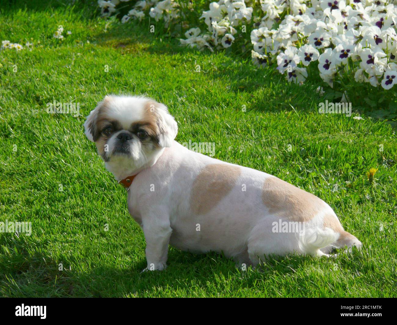 Chinese Mastiff Lion