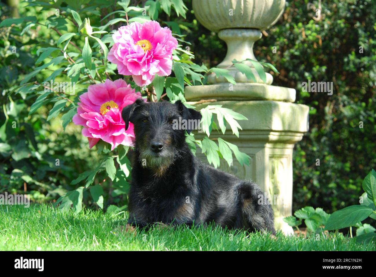 Westfalia Terrier, male (off colour black), lying in front of a ...