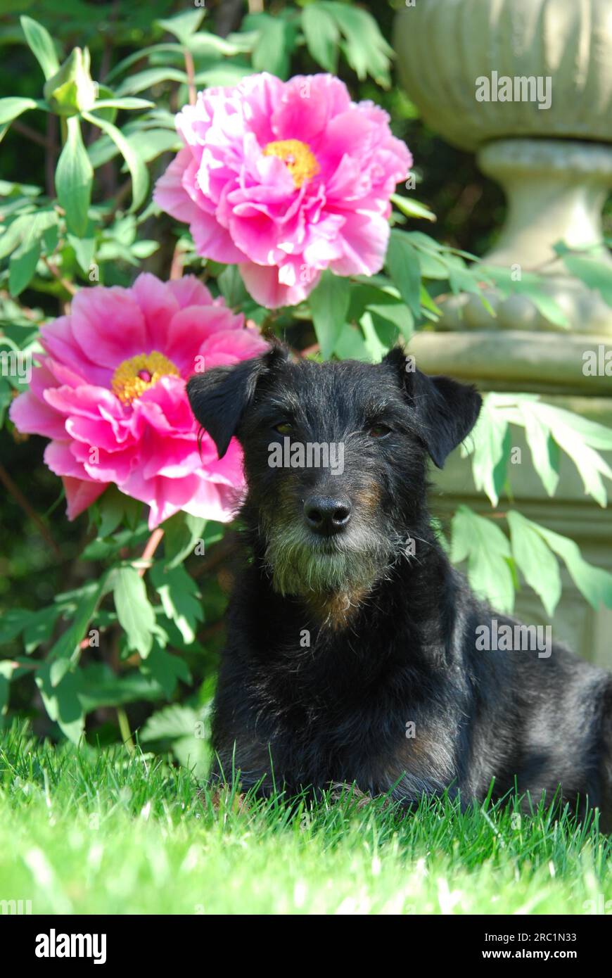 Westfalia Terrier, male (off colour black), lying in front of a ...