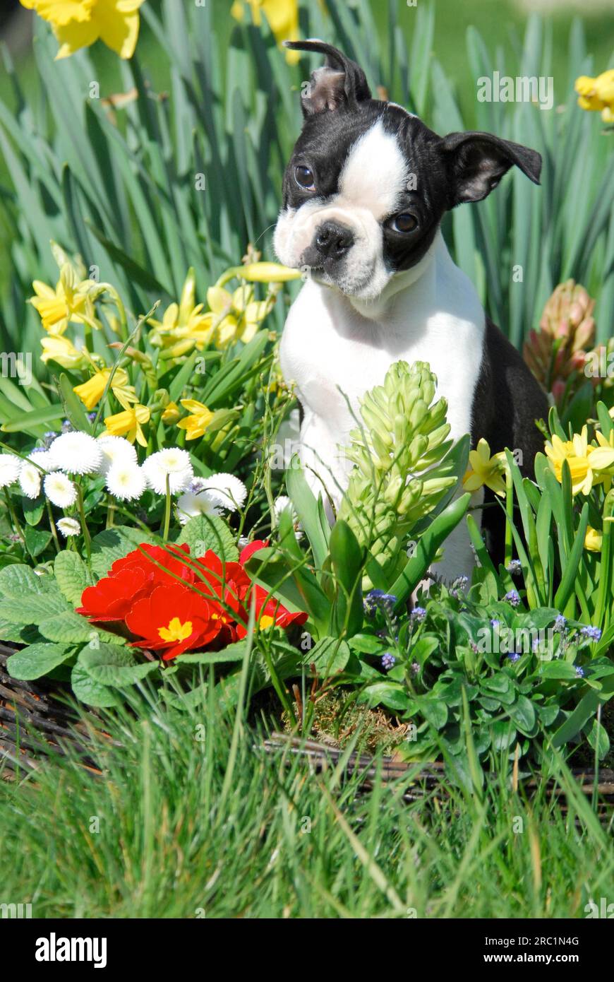 Boston Terrier, puppy, 12 weeks old, female, Black marked with white ...