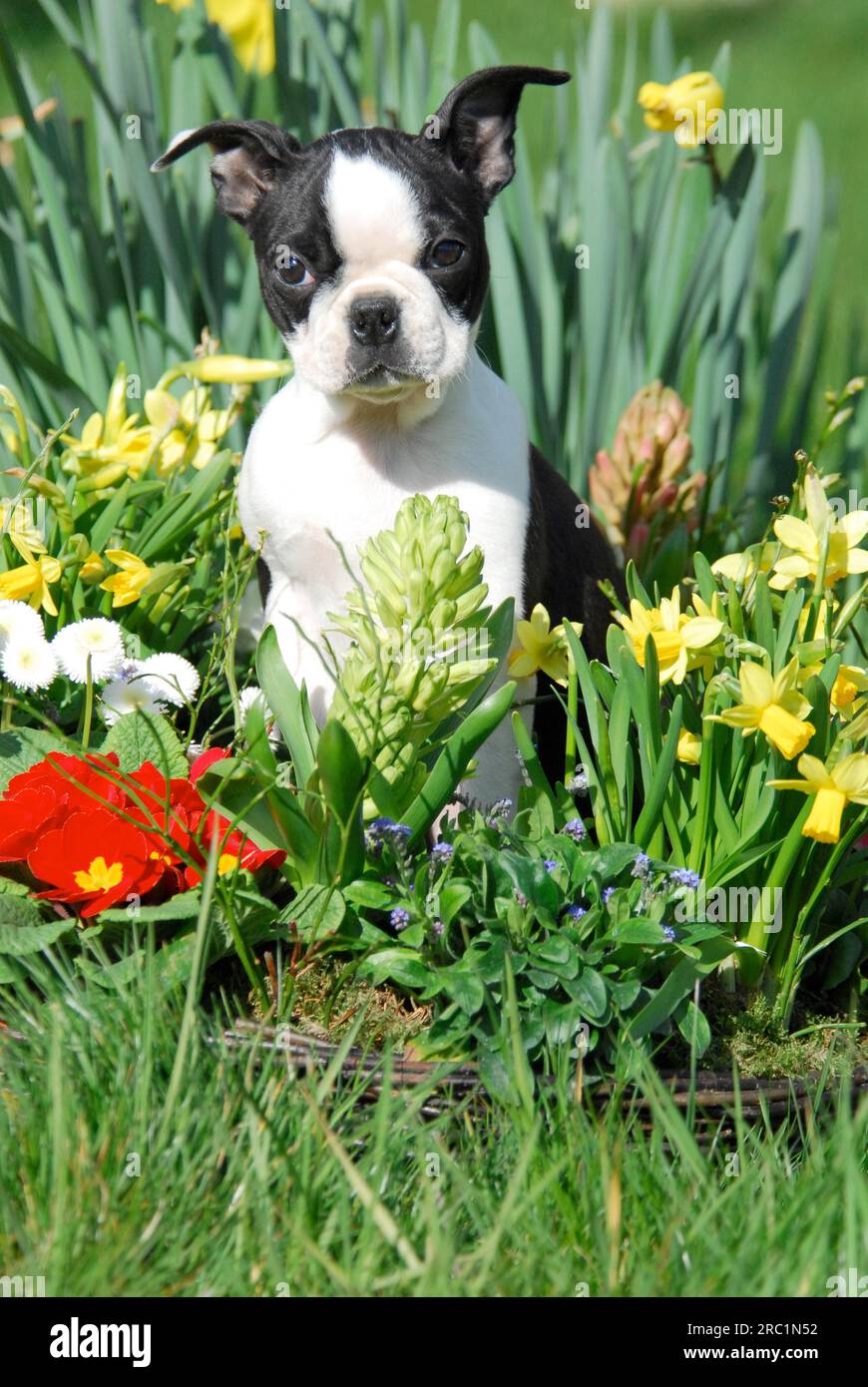 Boston Terrier, puppy, 12 weeks old, female, Black marked with white ...