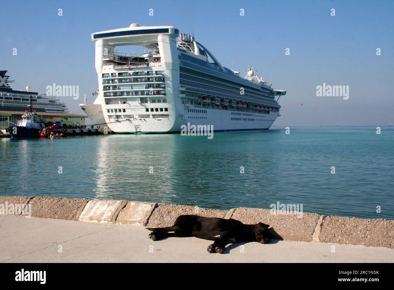 A black dog takes a nap against the backdrop of a cruise ship in the ...