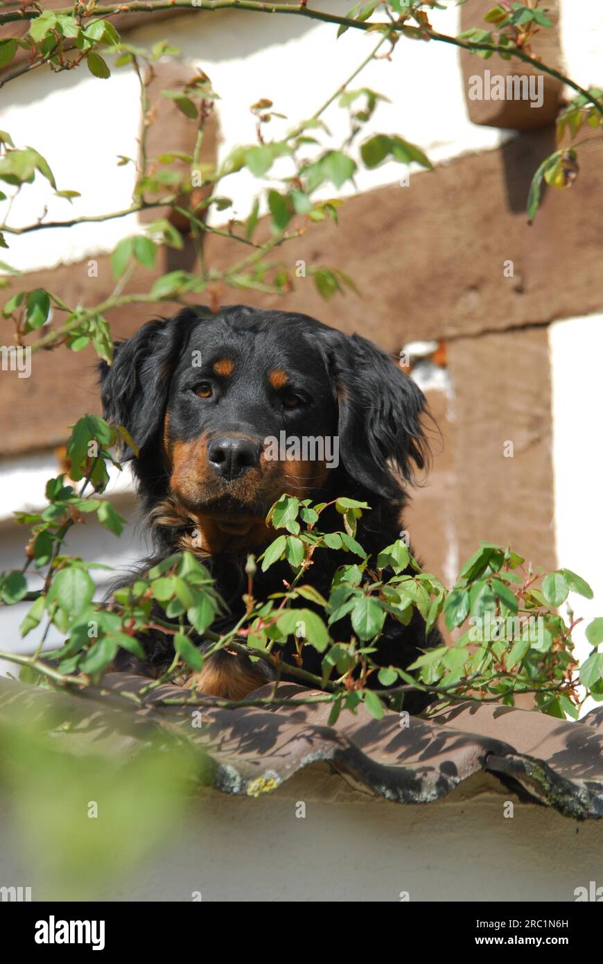 Black mixed breed domestic dog (canis lupus familiaris) peering over a ...