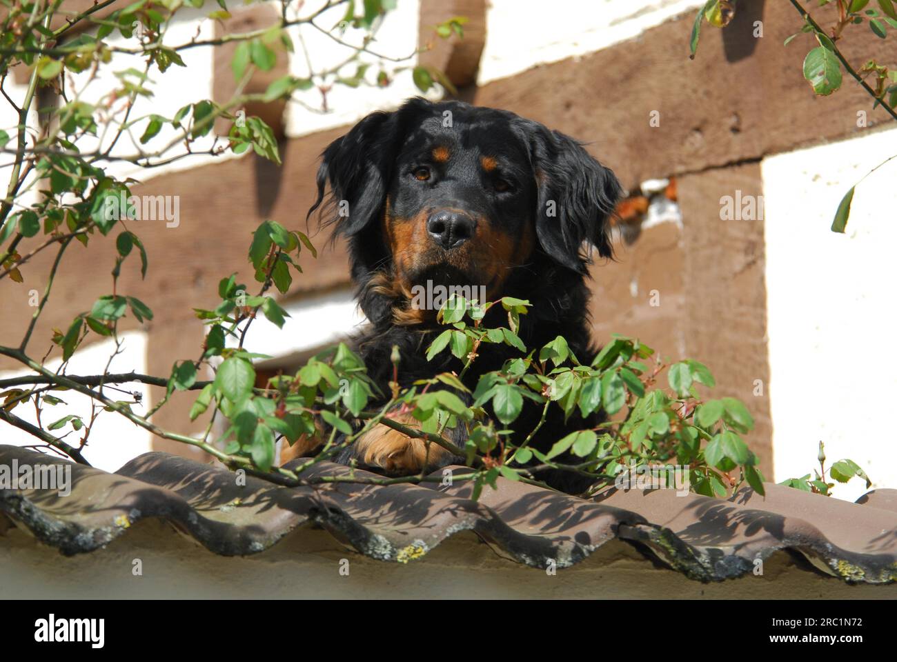 Over the garden wall hi-res stock photography and images - Alamy