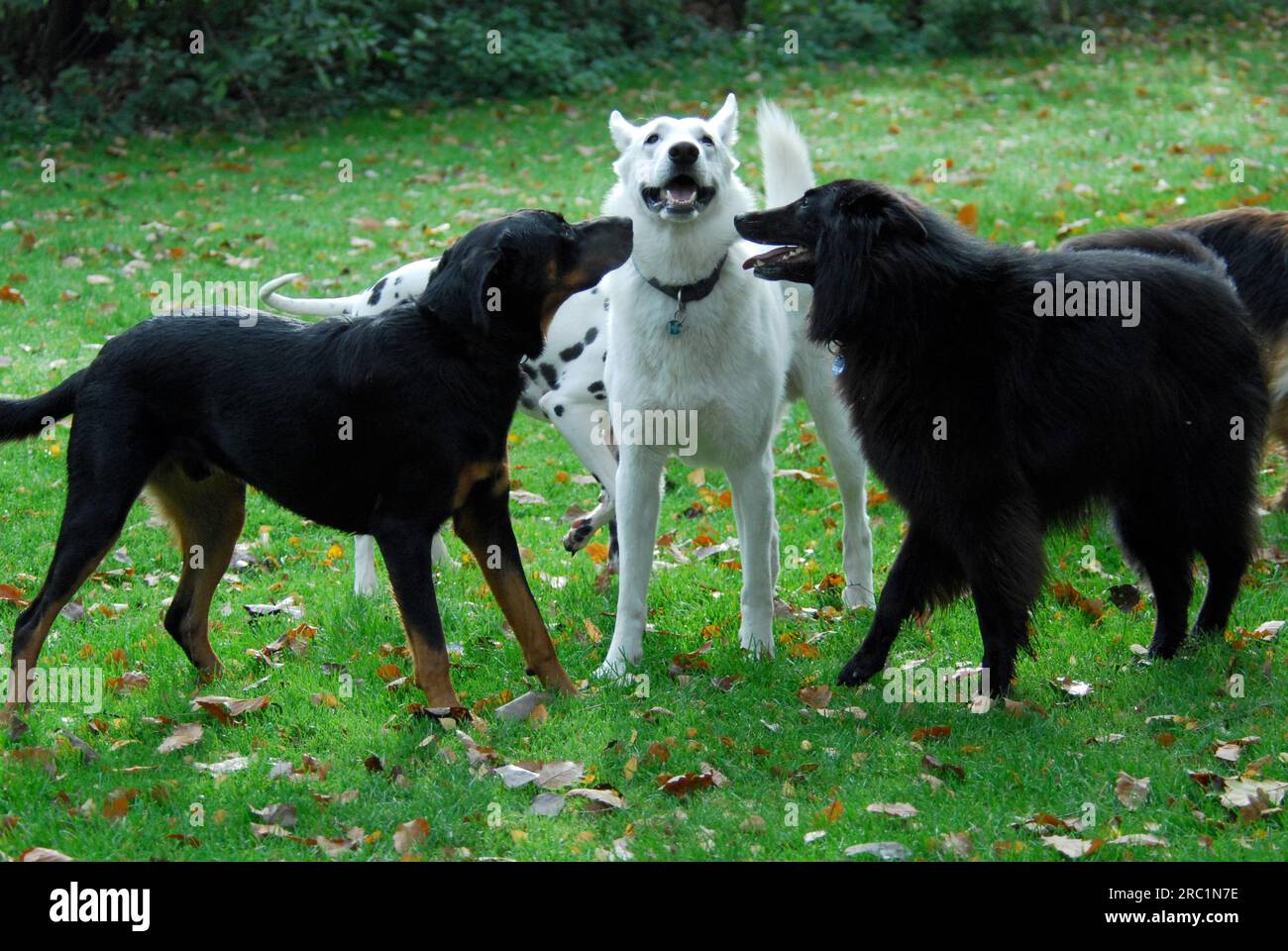 Berger blanc suisses, black mixed breed dog and Groenendael, greeting ...