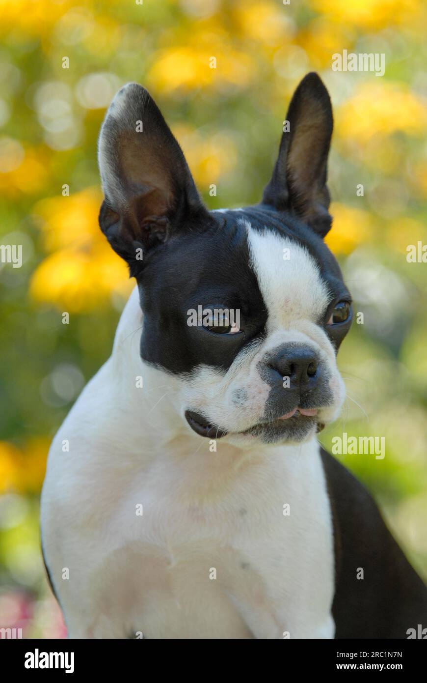 Young Boston Terrier, 7 months old, female, Black marked with white ...
