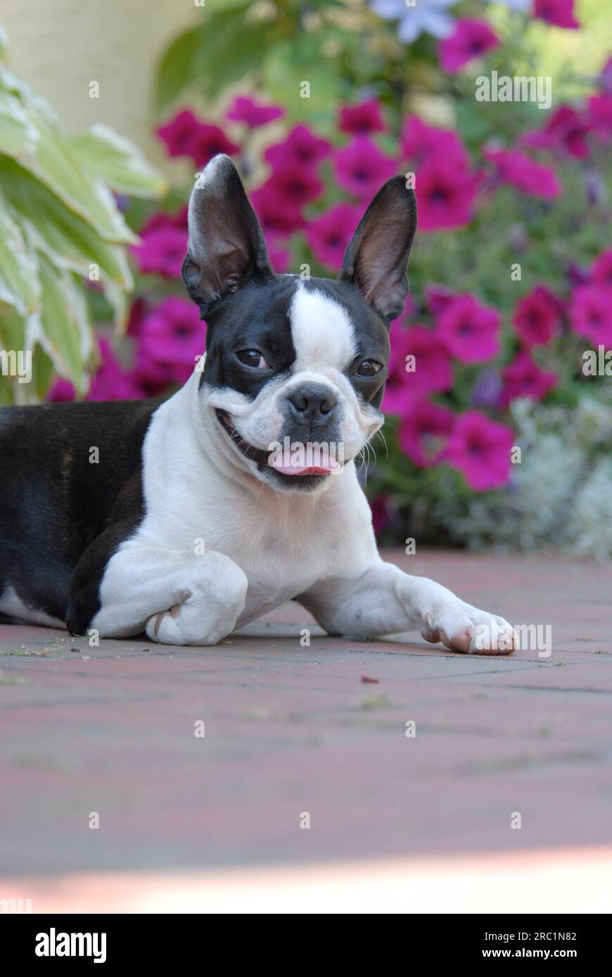 Young Boston Terrier, 7 months old, female, Black marked with white, is ...