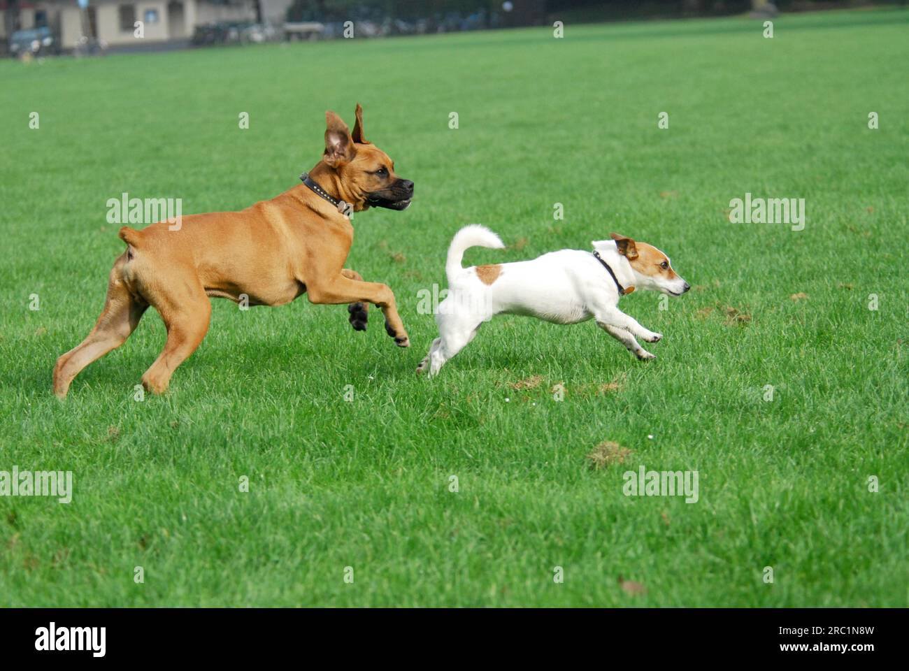 German Boxer and Jack Russell Terrier, running together across a meadow ...