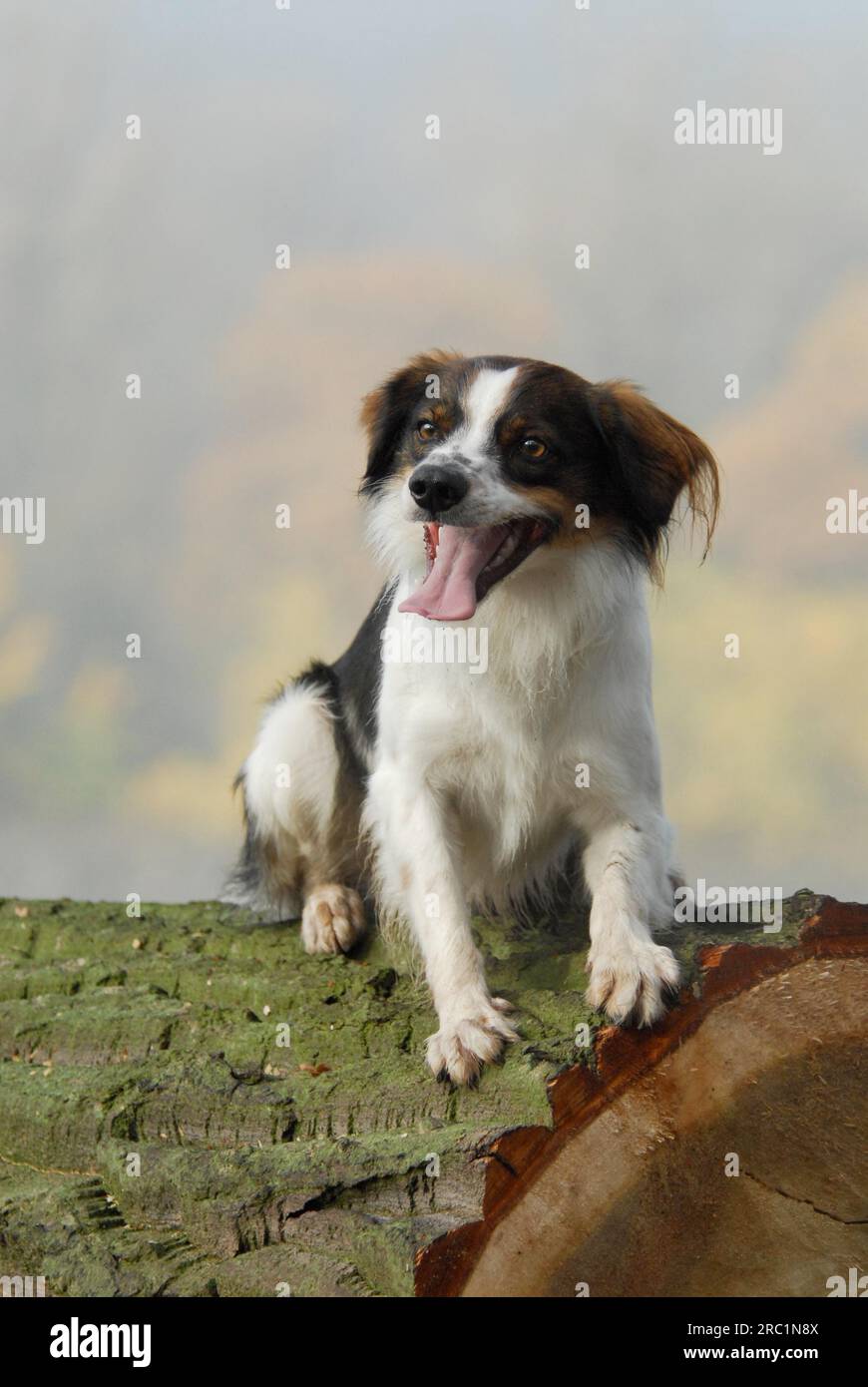 Standard trunk hi-res stock photography and images - Alamy