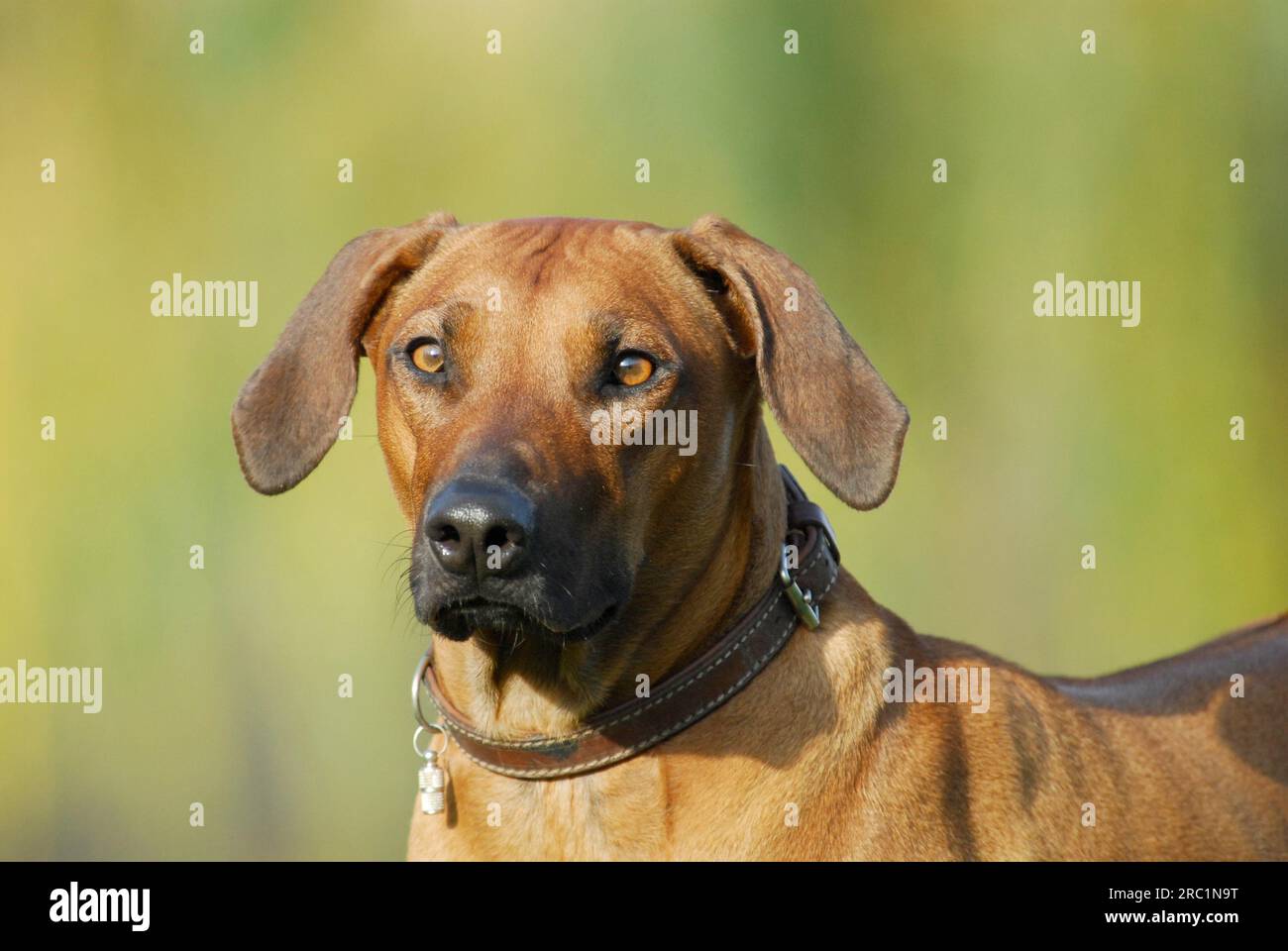 Rhodesian Ridgeback, bitch, portrait, FCI Standard No. 146, female ...