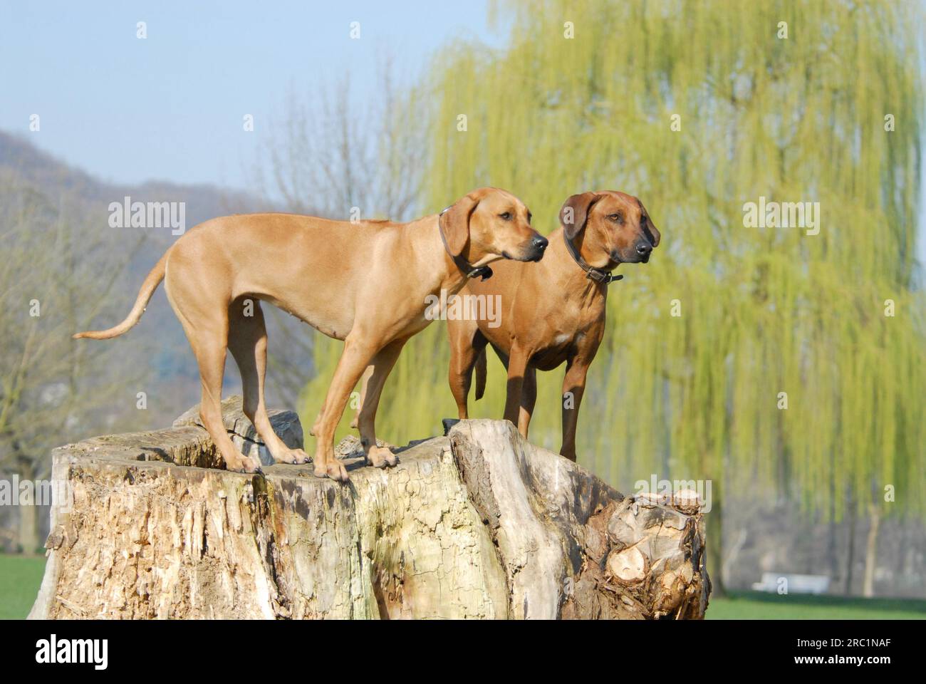 Two Rhodesian Ridgeback, females, standing side by side on a stump of a ...