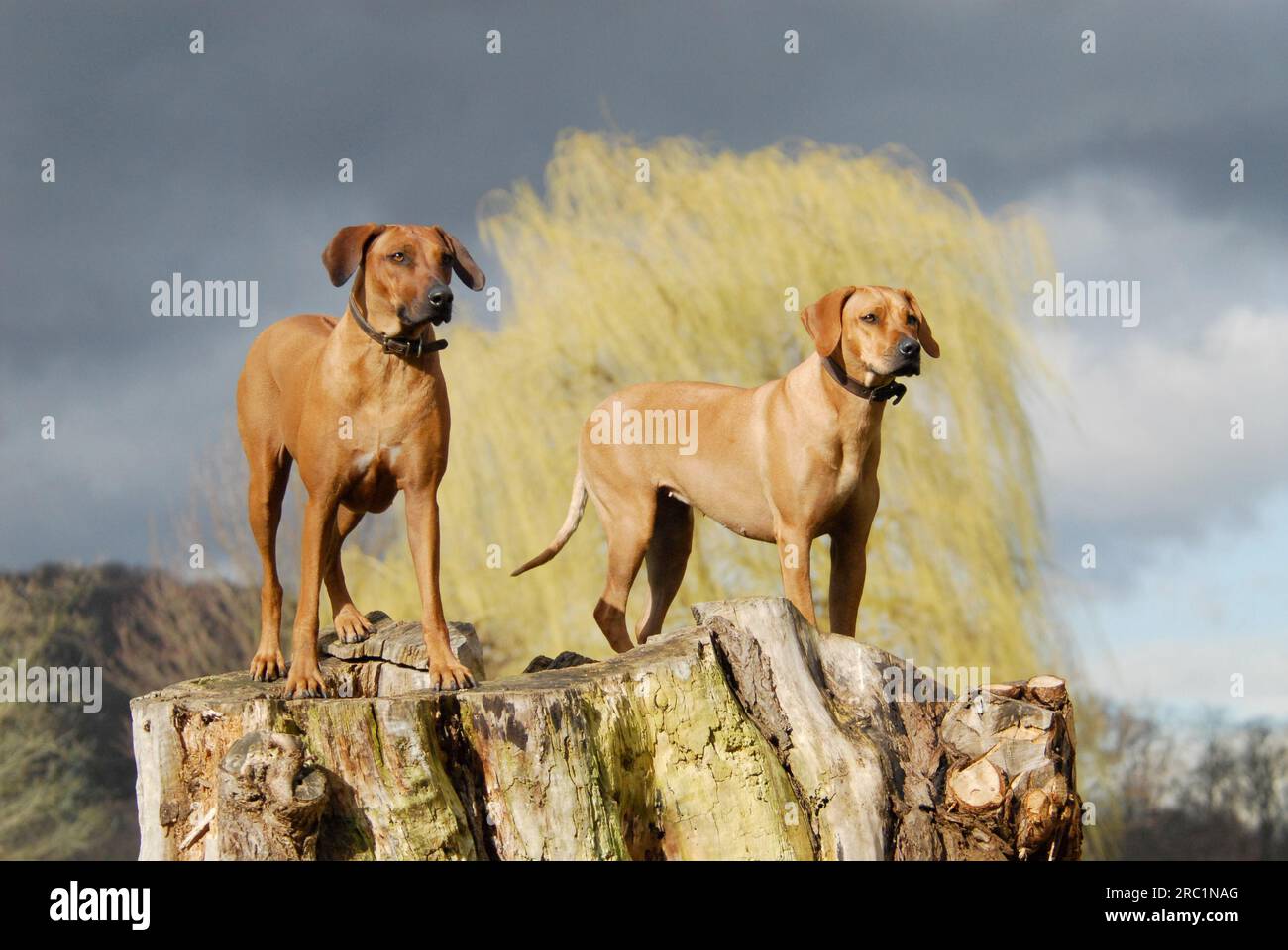 Two Rhodesian Ridgeback, females, standing side by side on a stump of a ...