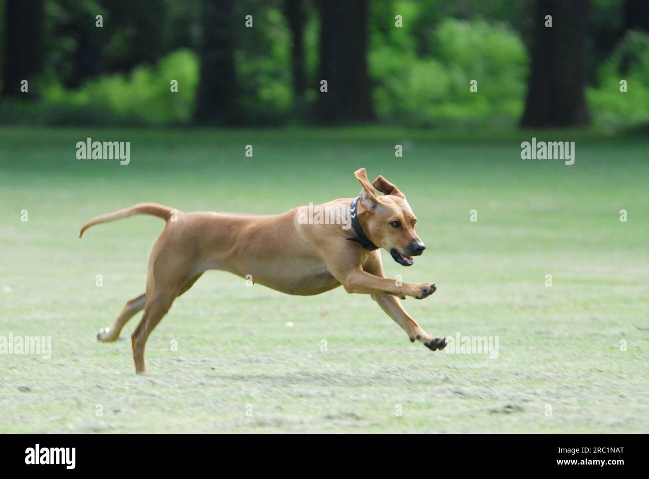 Rhodesian Ridgeback, female, running across a meadow, FCI Standard No ...
