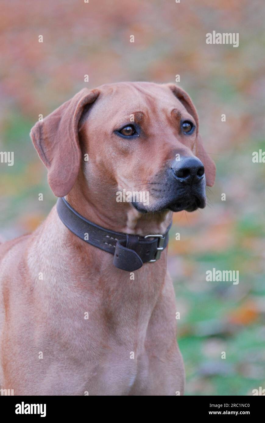 Rhodesian Ridgeback, bitch, portrait, FCI Standard No. 146, female ...