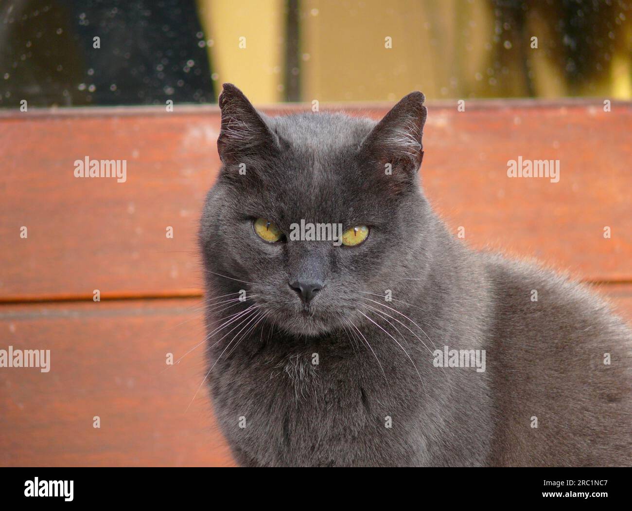 Solid colour hi-res stock photography and images - Alamy