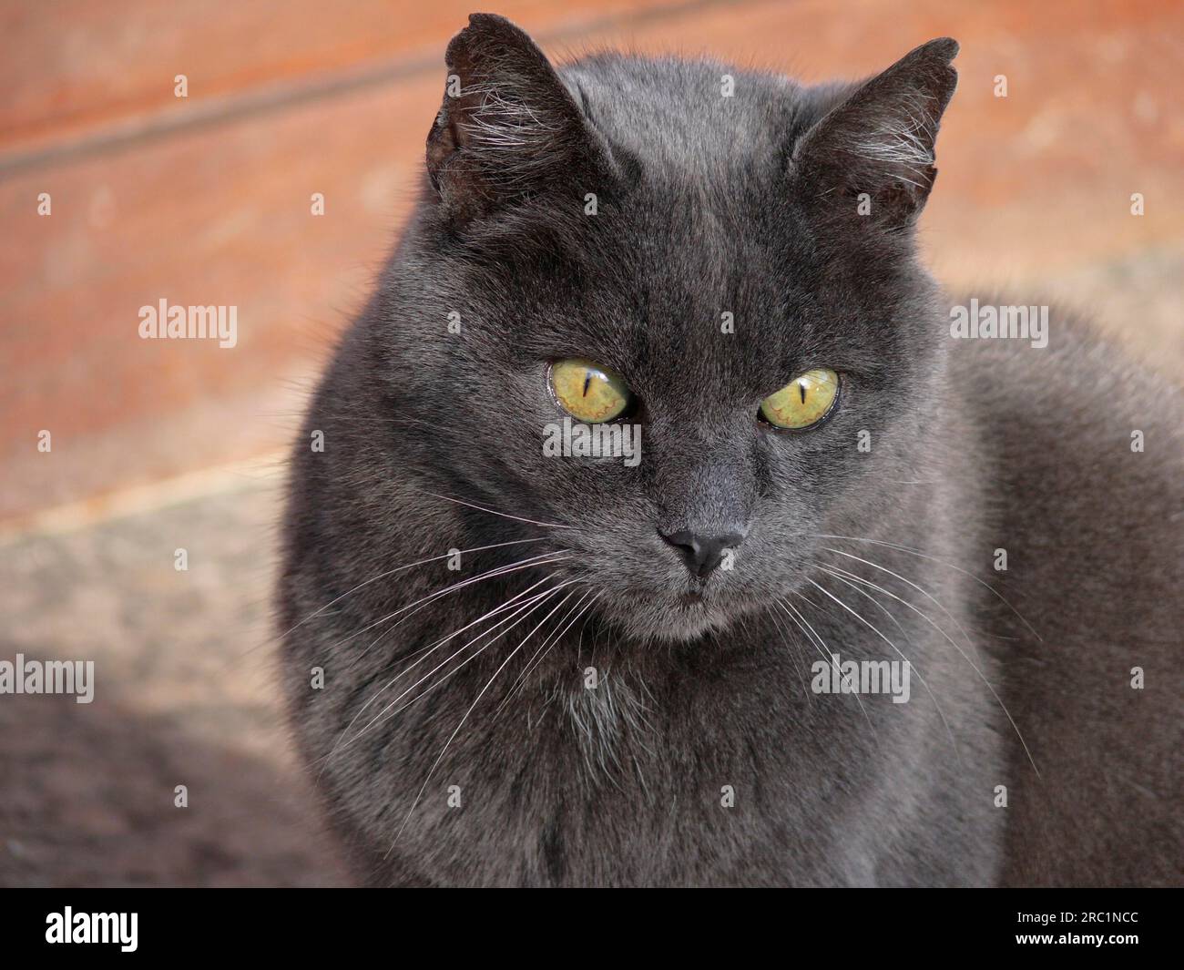 Solid colour hi-res stock photography and images - Alamy